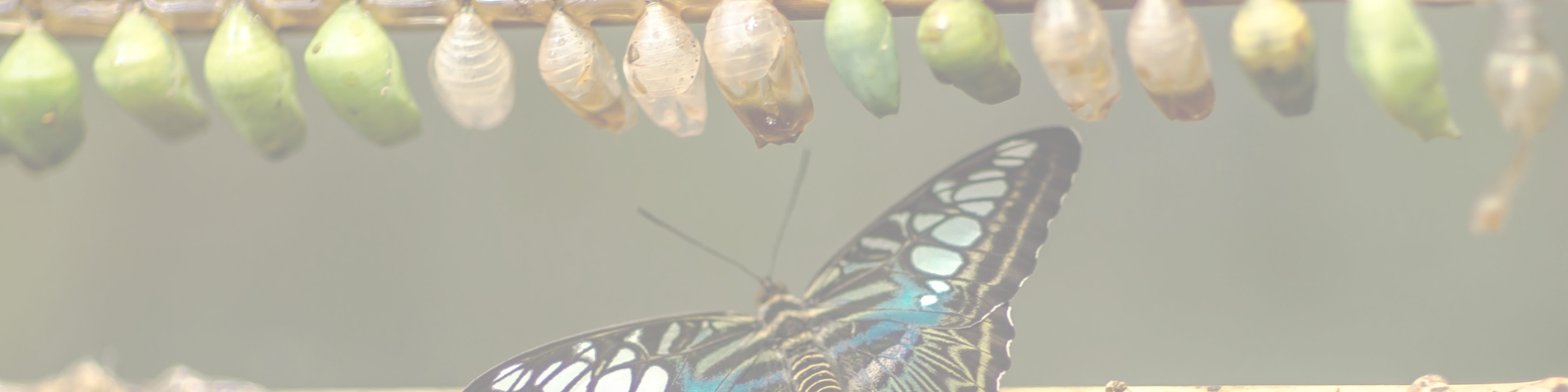 Whole-Scale® Change Approach - Versatile Consulting